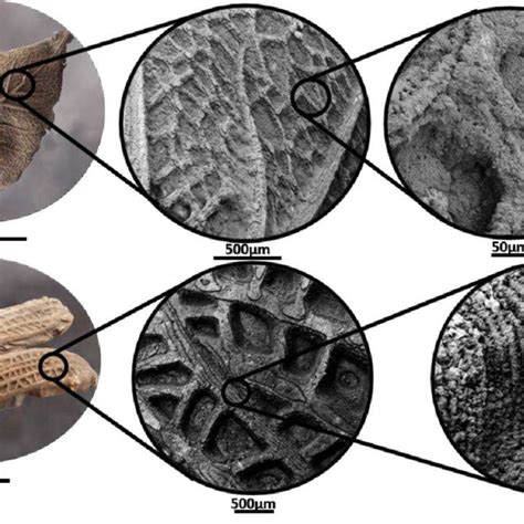 3d Printed Replica Of A Hierarchically Porous Leaf A And Insect Wing B Download