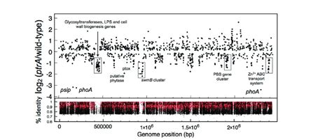 Microarray Analyses Of Regulatory Mutants Show The Recruitment Of Download Scientific Diagram