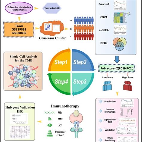 A The Cnv Mutation Frequency Of 59 Polyamine Metabolism Pam Related Download Scientific
