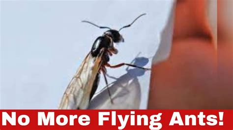 No More Bugs How To Get Rid Of Flying Ants In Your Wall Cavity Youtube