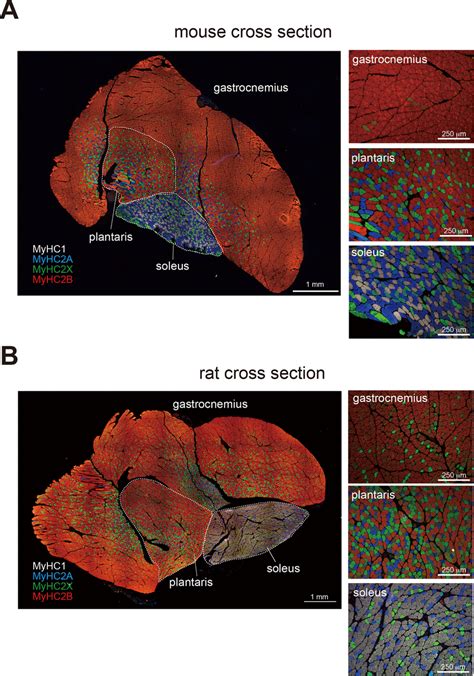 Mouse And Rat Cross Sections Stained Using The Staining Method For