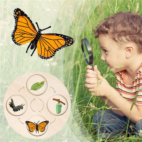 Visaly Butterfly Life Cycle Of A Growth Stage Model Educational Plant