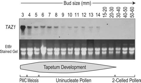 Temporal Expression Pattern Of Taz1 Download Scientific Diagram