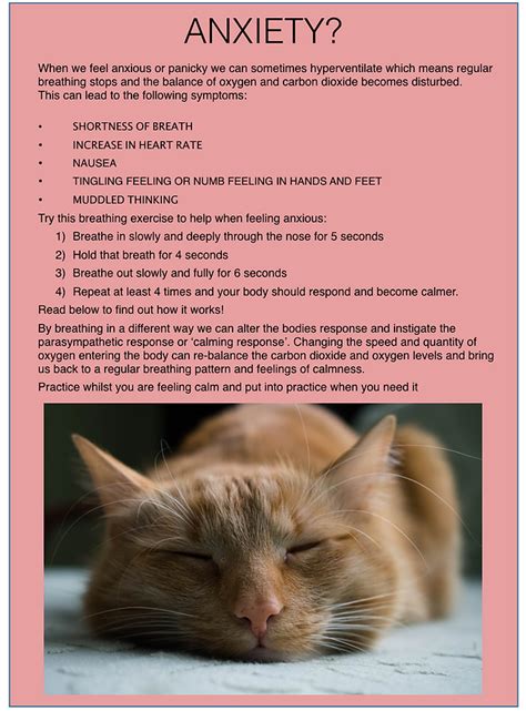 Hyperventilating Cat Meme