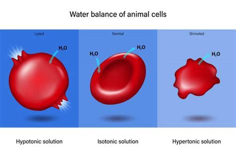 150 項hypotonic Solution照片檔、圖片和免版稅影像 Istock