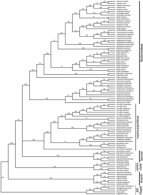 bootstrap consensus tree from mp analysis of combined data trnk