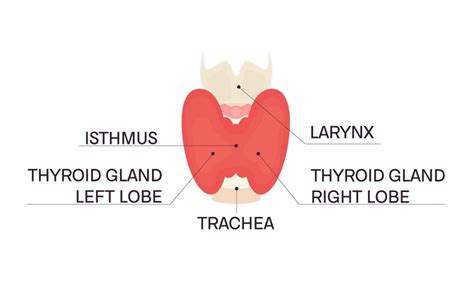 Women S Thyroid Issues Renewed Vitality