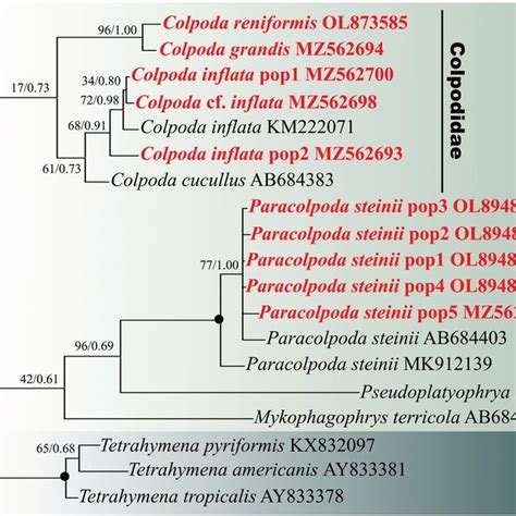 the bayesian inference bi tree based on the mtssu‐rrna gene of major