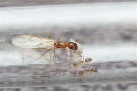 Colobopsis Macrocephala Ants Online