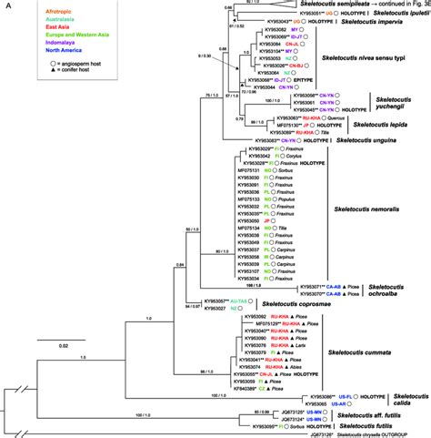 phylogenetic tree from ml analysis of the its dataset bootstrap