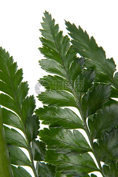 Fern叶详细细节森林蕨类环境温泉植物边界世界生长植物群植物学高清图片下载 正版图片320581090 摄图网