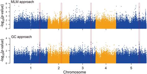the distribution of p values for the associations between snps and