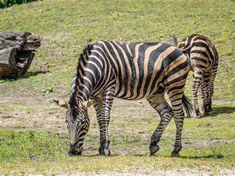 Two Zebras Grazing Outdoors In A Lush Green Grassy Landscape Stock