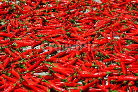 고추 매운맛 고추말리기 향신료 건조 사진이미지일러스트캘리그라피 Space작가