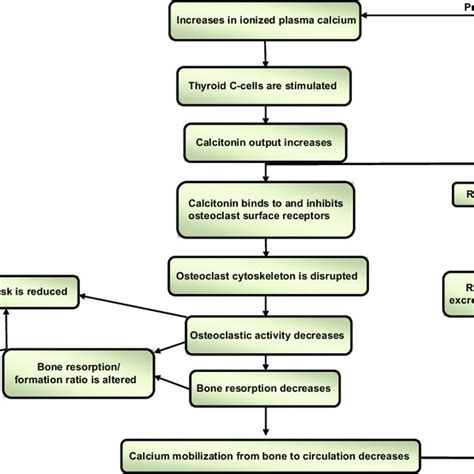 PDF Oral Calcitonin