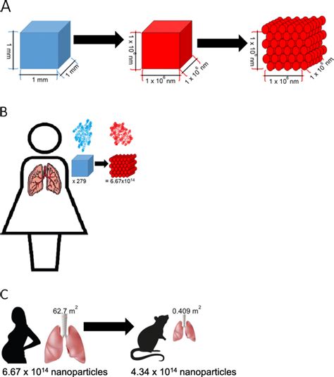 Schematic Of Nanoplastic Exposure And Dosimetry A We Utilized A 1 Mm²