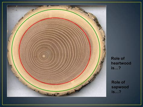 Tree Rings Wood Anatomy Ppt