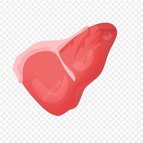 인간 일러스트의 장기 간 일러스트 심장 간 클립 아트 인간 장기 간 Png 일러스트 및 Psd 이미지 무료 다운로드 Pngtree