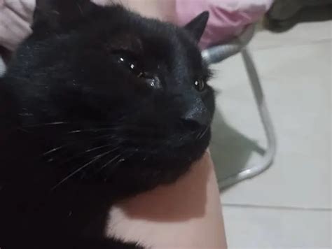 20000000 Imágenes De Meladinha Kobeni Libres De Derechos Depositphotos