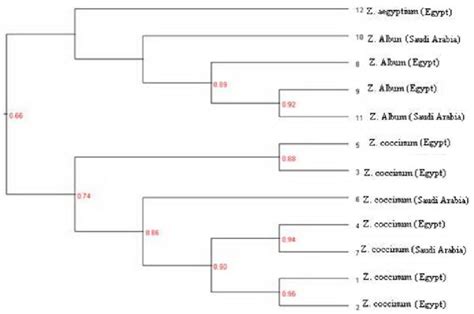 Dendrogram Constructed According To Upgma Cluster Analysis Based On