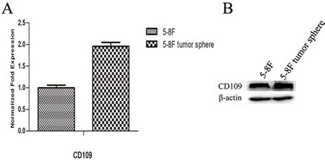 Cd109 Is Identified As A Potential Nasopharyngeal Carcinoma Biomarker Using Aptamer Selected By