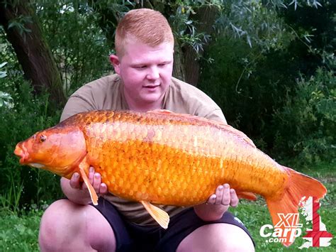 Kane Sutton Xl Carp Fryerning