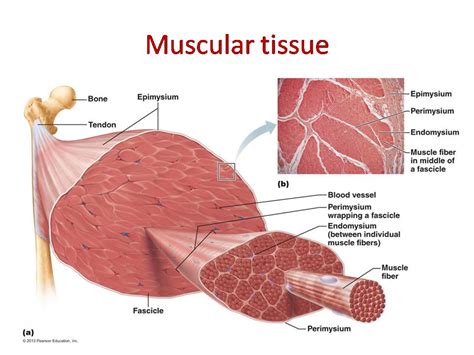 Muscular Tissue Skeletal Smooth And Cardiac Muscle