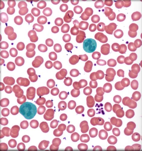 Kin 272 Lab Practical 1 Flashcards Quizlet