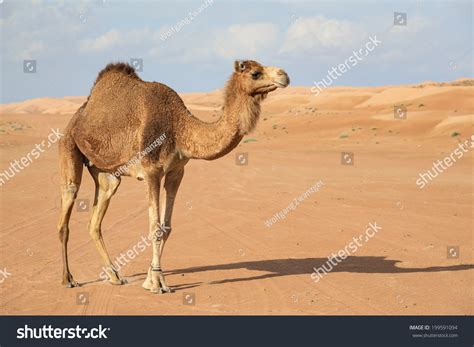 138145 사막 낙타 이미지 스톡 사진 및 벡터 Shutterstock