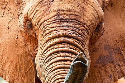 Close Up Of An African Elephant Drinking Water African Mouth Trunk
