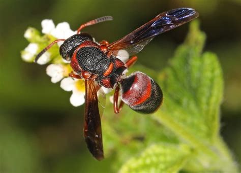 Red And Black Mason Wasp Red And Black Mason Wasp Imagine Our
