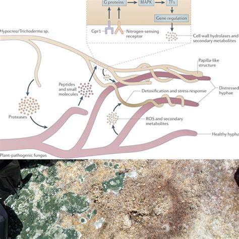 Mycoparasitism Trichoderma The Sacredthreemushrooms Facebook