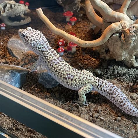 what morph is my leopard gecko? : r/leopardgeckos
