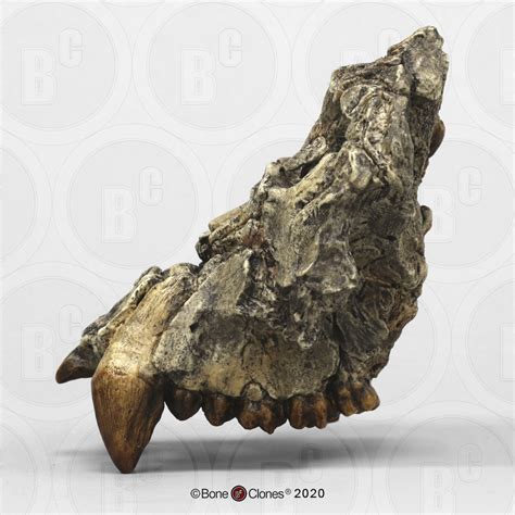 Pierolapithecus Catalaunicus Profile Discovery Fossil Extinct