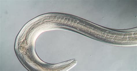 Beneficial Nematodes ‘have Major Role In Pest Control Fight News Fruitnet