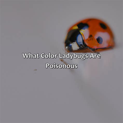 What Color Ladybugs Are Poisonous