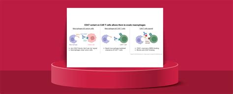 Biocentury Science Spotlight Engineered Cd47 Protects Car T Cells