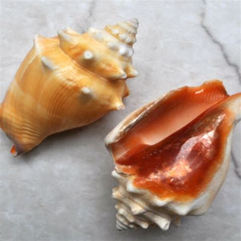 Conch Seashell Etsy