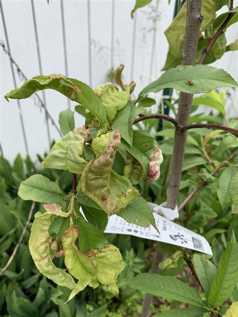Whats Wrong With My Peach Tree R Gardening