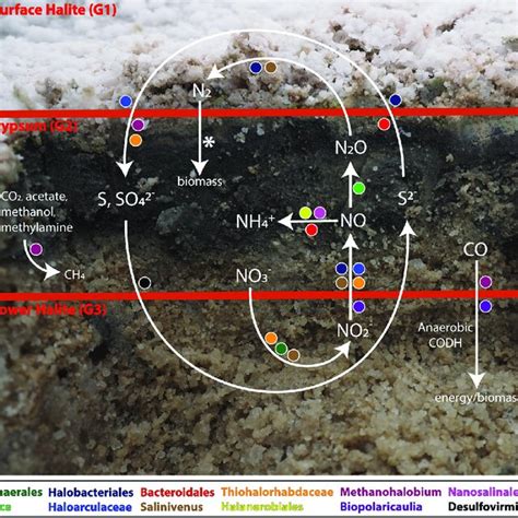 Overview Of Metabolic Pathways Predicted To Be Active In Bsf Sediment