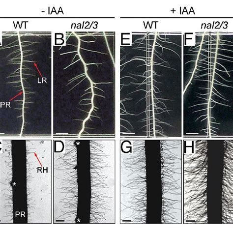 Tentative Model For The Coordinated Regulation Of Lateral Root And Root