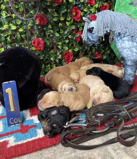 Details And Weekly Photos Run For The Roses Litter Red Barn