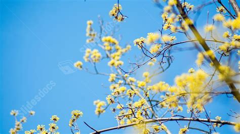 Blue Tree Sky Lawn Cartoon Powerpoint Background For Free Download Slidesdocs