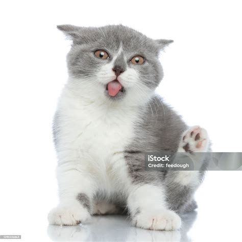 British Shorthair Cat Sticking Out Tongue And Scratching Her Back Stock