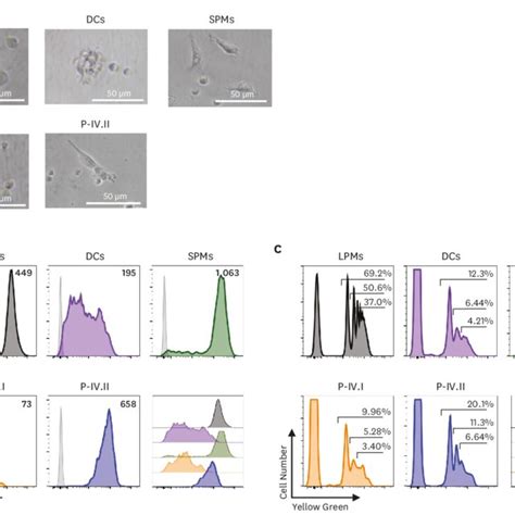 Comparison Of Gene Expression Profiles Of Mhcii Peritoneal Myeloid Download Scientific