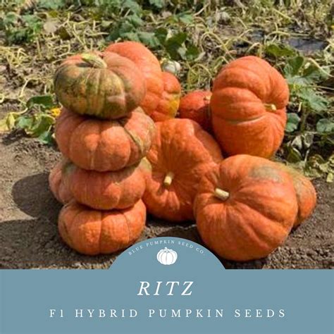Ritz Pumpkin F1pmr Seeds Hybrid Pumpkin Seeds Decorative Pumpkin