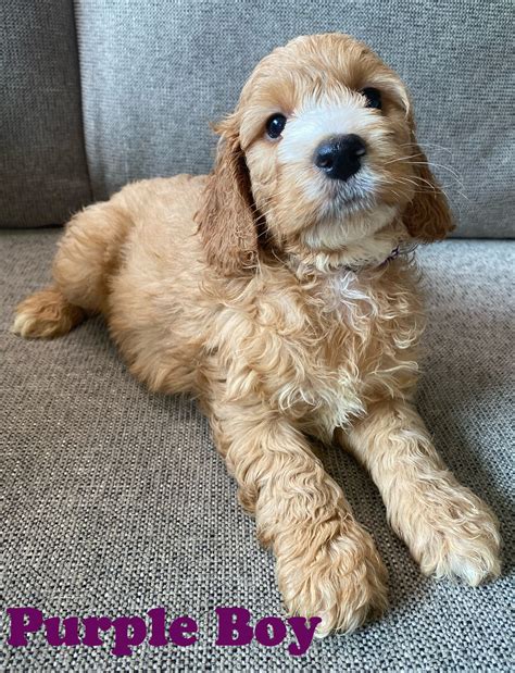 1st Generation Spoodle Puppies Little Angel Spoodles And Cavoodles