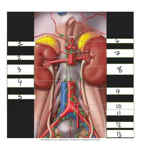 Abdomen And Pelvis Lymph Node Labeling Flashcards Quizlet
