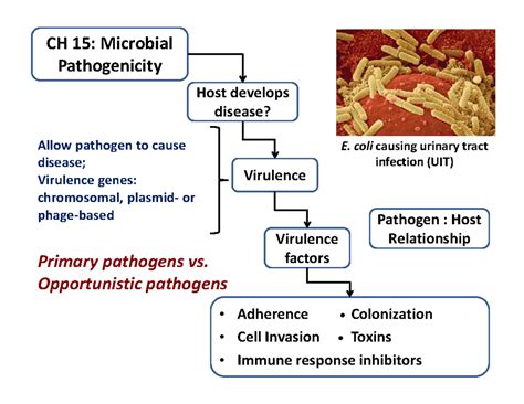 Ch 15 Microbial Pathogenicity E Coli Causing Urinary Tract Infection Uit Ch 15 Microbial