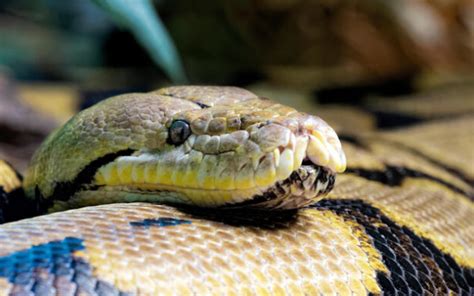 Reticulated Python Profile Reptile Craze